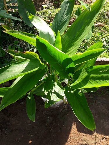 hulankeeriya | Trees in Sri Lanka