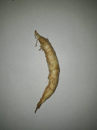 hulankeeriya | Trees in Sri Lanka