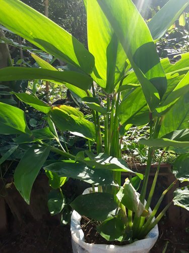 hulankeeriya | Trees in Sri Lanka