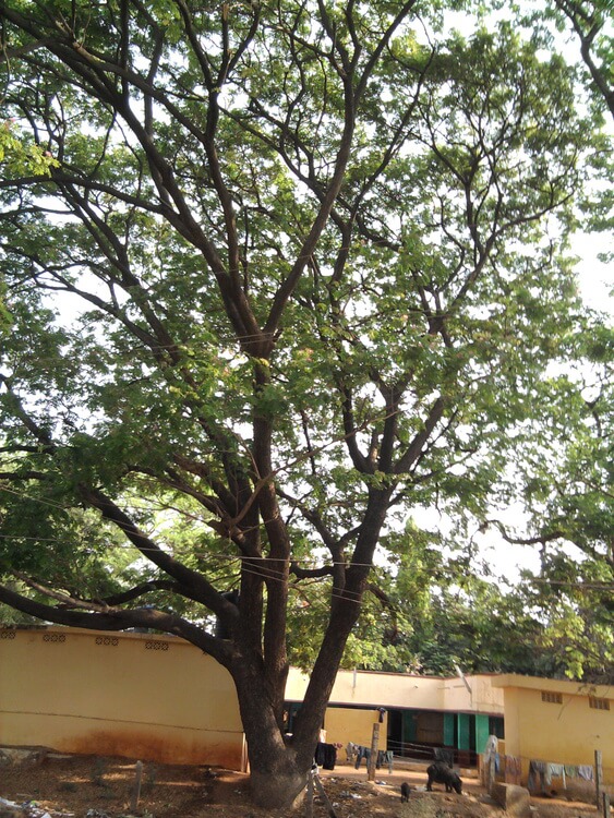 Plant Quiz | Test Knowledge on Trees and Plants of Sri Lanka | Dilmah