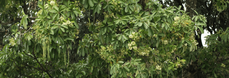 Plant Quiz | Test Knowledge on Trees and Plants of Sri Lanka | Dilmah