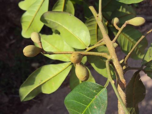Puwangu | Kannakompu Tree | Aglaiaela eagnoidea | Trees in Sri Lanka