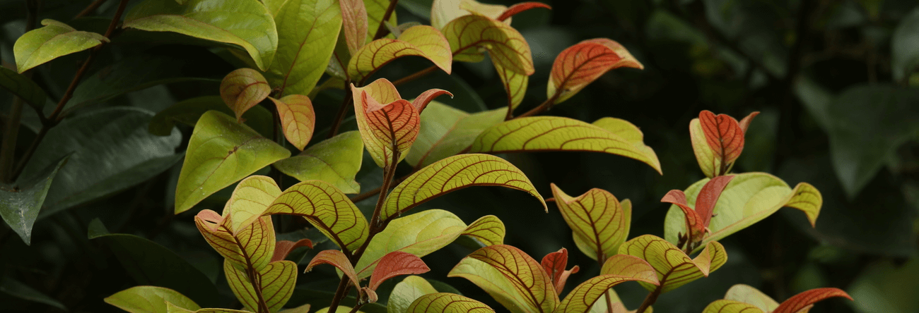 Rat Keliya | Litsea longifolia | Endemic Trees in Sri Lanka