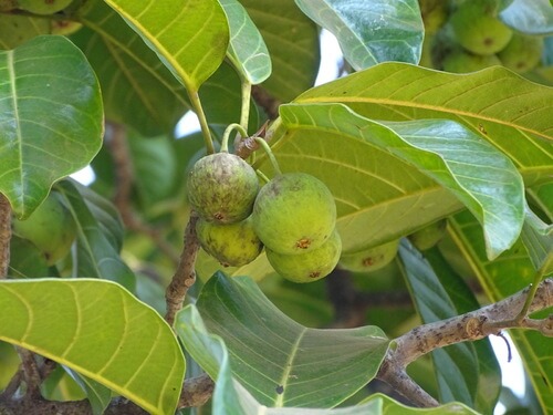 Wal Gona | Calloused Fig Tree | Ficus callosa | Trees in Sri Lanka