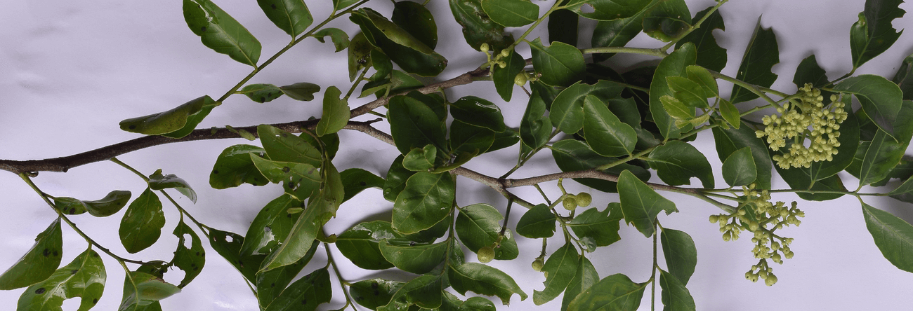 Wal Karapincha Tree | Lime Berry Tree | Micromelum minutum | Trees in ...