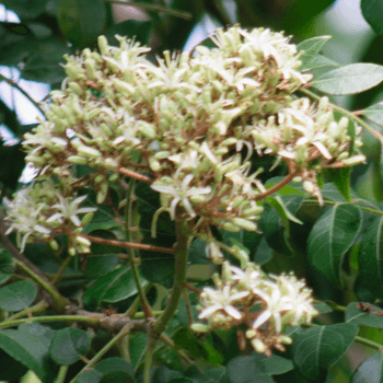 Wal Karapincha Tree | Lime Berry Tree | Micromelum minutum | Trees in ...