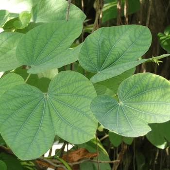 Kobolila Tree | Butterfly Tree | Bauhinia purpurea | Trees in Sri Lanka