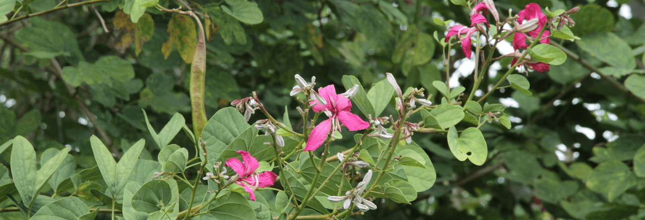 Kobolila Tree | Butterfly Tree | Bauhinia purpurea | Trees in Sri Lanka
