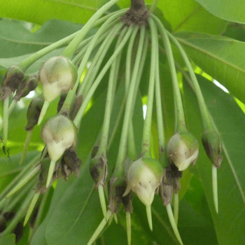 Mee Tree | Mousey Mi Tree | Madhuca longifolia | Trees in Sri Lanka