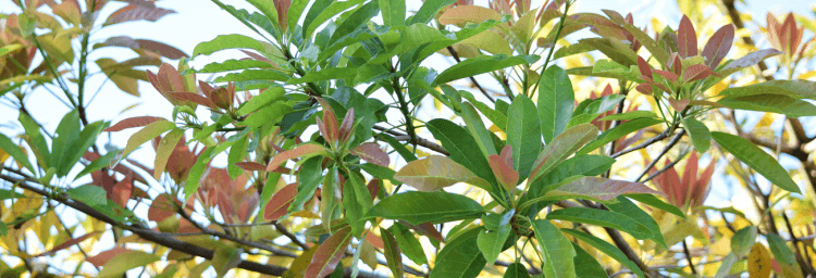 Plant Quiz | Test Knowledge on Trees and Plants of Sri Lanka | Dilmah