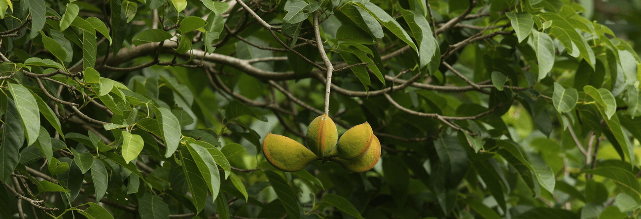 Nawa | Narthondi Tree | Sterculia balanghas | Trees in Sri Lanka