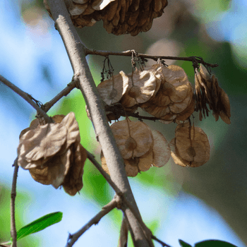 Wal Ehala | Andaman Redwood Tree | Pterocarpus indicus | Trees in Sri Lanka