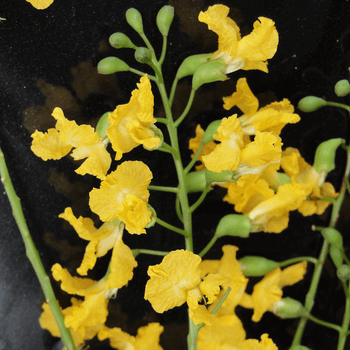 Wal Ehala | Andaman Redwood Tree | Pterocarpus indicus | Trees in Sri Lanka