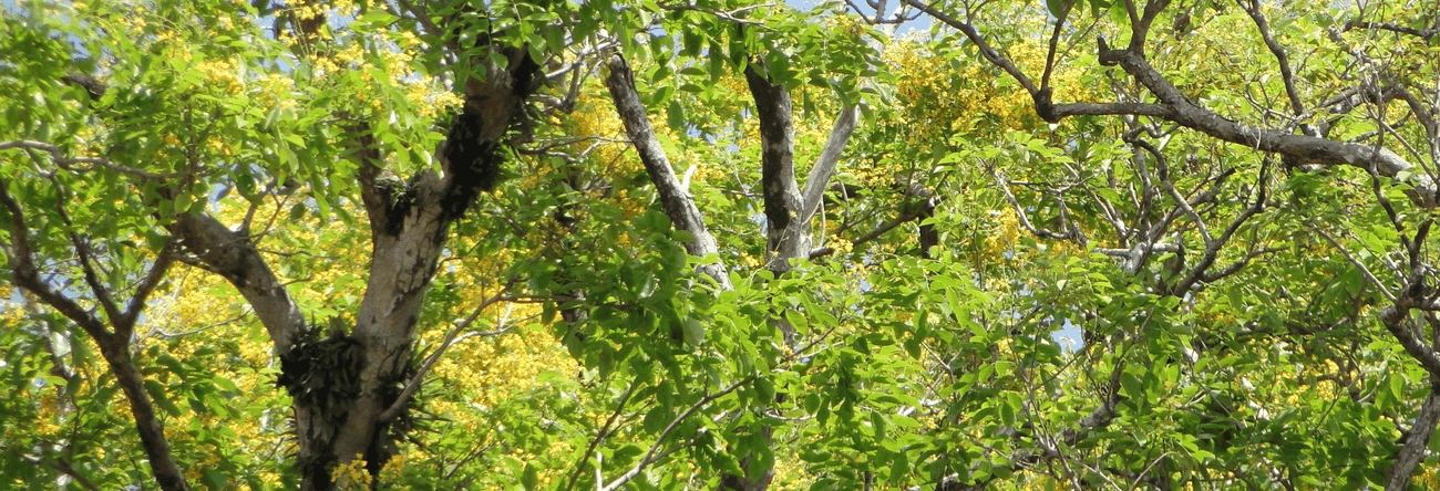 Wal Ehala | Andaman Redwood Tree | Pterocarpus indicus | Trees in Sri Lanka
