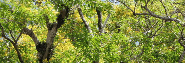 Plant Quiz | Test Knowledge on Trees and Plants of Sri Lanka | Dilmah