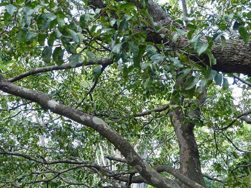 Kaluwara | Ebony Tree | Diospyros ebenum | Trees in Sri Lanka