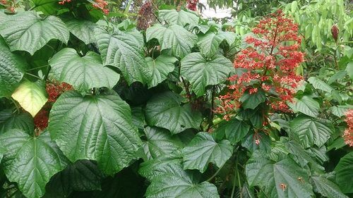 Danger Flower | Red Glorybower Tree | Clerodendrum paniculatum | Trees ...