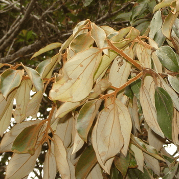Kudu Dawula | Neolitsea fuscata | Endemic Trees in Sri Lanka