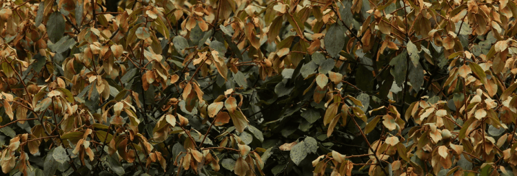 Plant Quiz | Test Knowledge on Trees and Plants of Sri Lanka | Dilmah