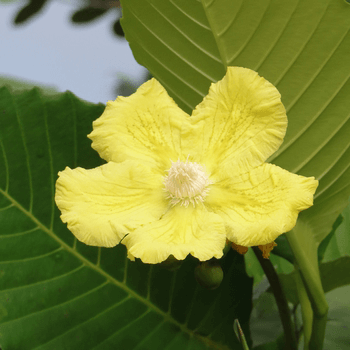 Para | Shrubby Dillenia Tree | Dillenia suffruticosa | Trees in Sri Lanka