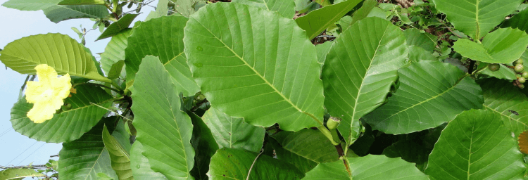 Plant Quiz | Test Knowledge on Trees and Plants of Sri Lanka | Dilmah