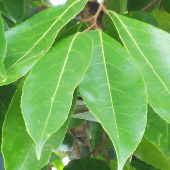 Makulla | Hydnocarpus venenata | Endemic Trees in Sri Lanka