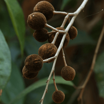 Makulla | Hydnocarpus venenata | Endemic Trees in Sri Lanka