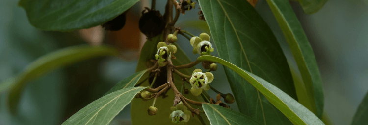 Plant Quiz | Test Knowledge on Trees and Plants of Sri Lanka | Dilmah