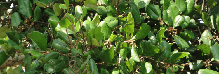 Plant Quiz | Test Knowledge on Trees and Plants of Sri Lanka | Dilmah