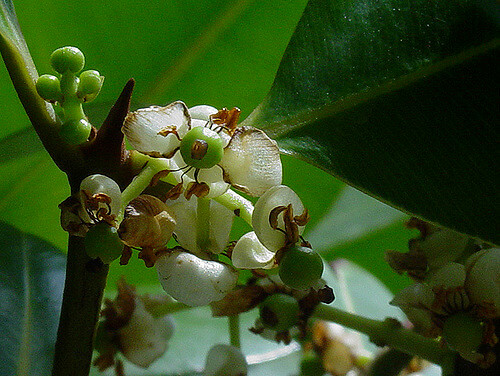 Gurukina Hinkina | Calophyllum calaba | Endemic Trees in Sri Lanka