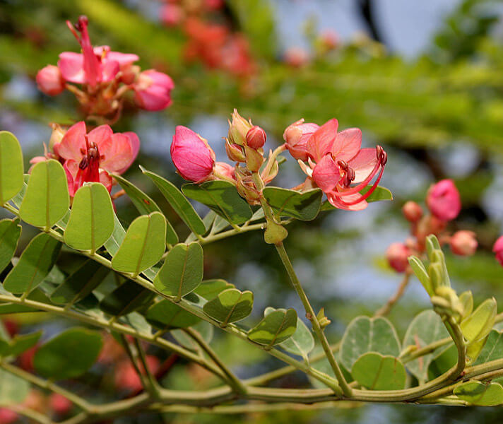 Plant Quiz | Test Knowledge on Trees and Plants of Sri Lanka | Dilmah
