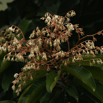 Hal | Vateria copallifera | Endemic Trees in Sri Lanka