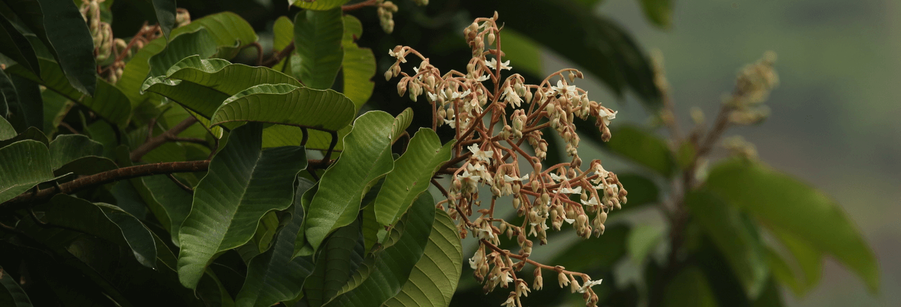 Hal | Vateria copallifera | Endemic Trees in Sri Lanka