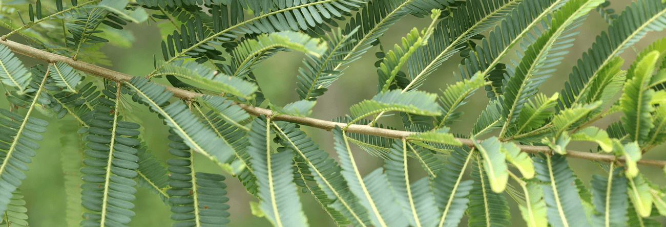 Nelli | Indian Gooseberry Tree | Phyllanthus emblica | Trees in Sri Lanka