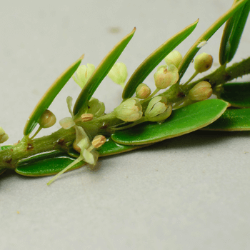 Nelli | Indian Gooseberry Tree | Phyllanthus emblica | Trees in Sri Lanka