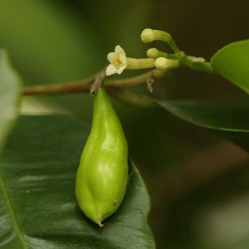 Walla Patta | Agar Wood Tree | Gyrinops walla | Trees in Sri Lanka
