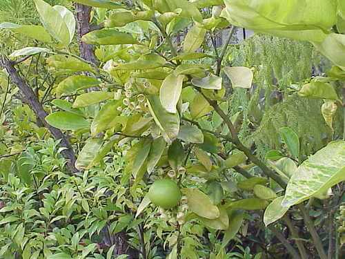 Jambola | Pomelo Tree | Citrus grandis | Trees in Sri Lanka