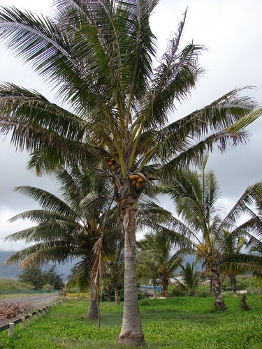 Pol | Coconut Tree | Cocos nucifera | Trees in Sri Lanka