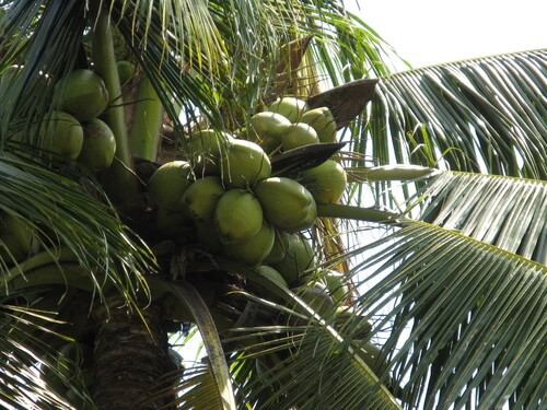 Pol | Coconut Tree | Cocos nucifera | Trees in Sri Lanka