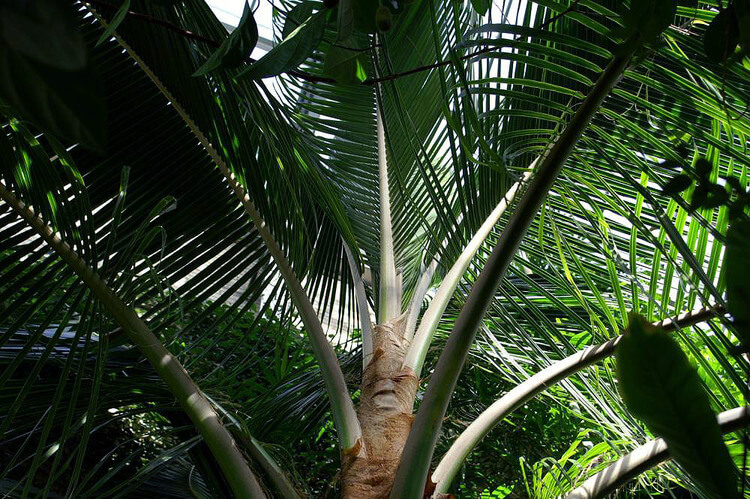 Plant Quiz | Test Knowledge on Trees and Plants of Sri Lanka | Dilmah