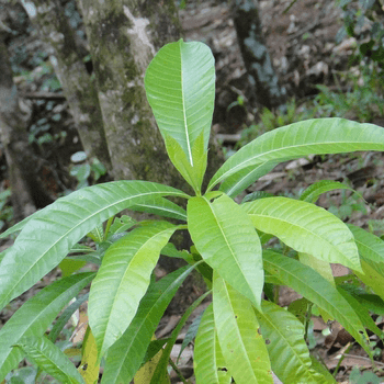 Ginikuru | Hard Alstonia Tree | Alstonia macrophylla | Trees in Sri Lanka
