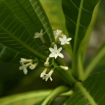 Ginikuru | Hard Alstonia Tree | Alstonia macrophylla | Trees in Sri Lanka