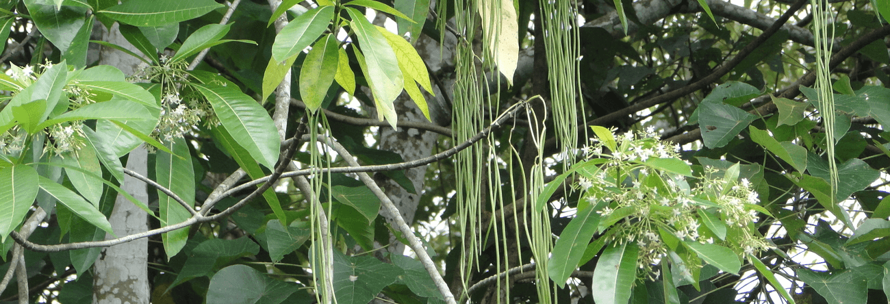 Ginikuru | Hard Alstonia Tree | Alstonia macrophylla | Trees in Sri Lanka