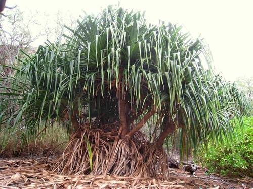 Wetakeyiya | Pandanus kaida | Endemic Trees in Sri Lanka