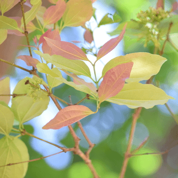 Goda Kaduru | Strychnine Tree | Strychnos nux-vomica | Trees in Sri Lanka