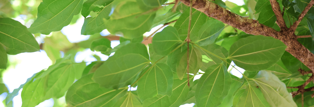 Goda Kaduru | Strychnine Tree | Strychnos nux-vomica | Trees in Sri Lanka