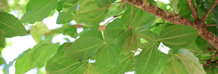 Plant Quiz | Test Knowledge on Trees and Plants of Sri Lanka | Dilmah