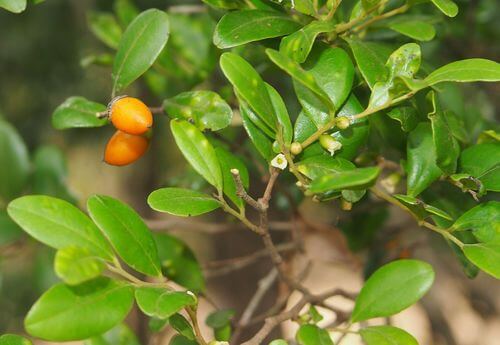 Thurana | Narrow Leaved Ebony Tree | Diospyros vera | Trees in Sri Lanka