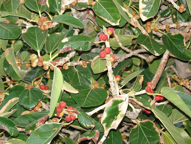 Plant Quiz | Test Knowledge on Trees and Plants of Sri Lanka | Dilmah