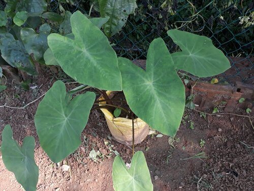 Wel Ala Kola | Trees in Sri Lanka